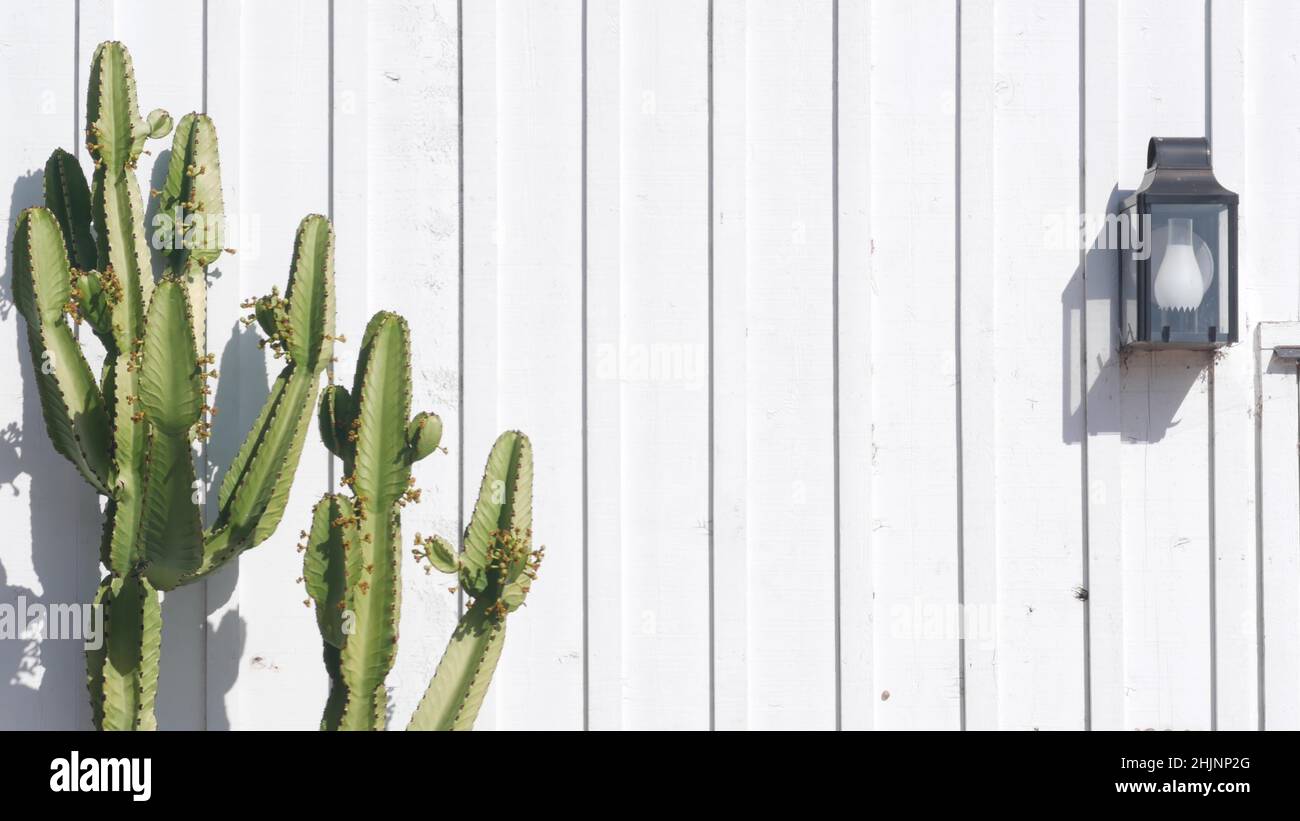 Green succulent cactus plant, white wooden wall with retro lantern ...