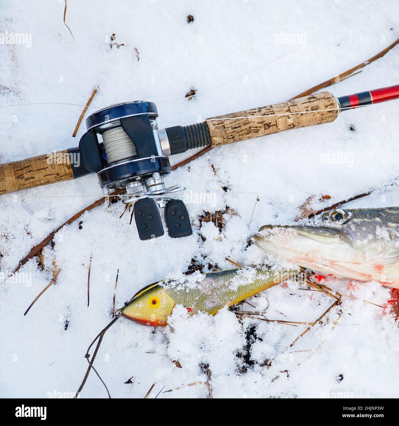 Spinning rod with baitcasting reel, bait and caught a pike lying on the ...