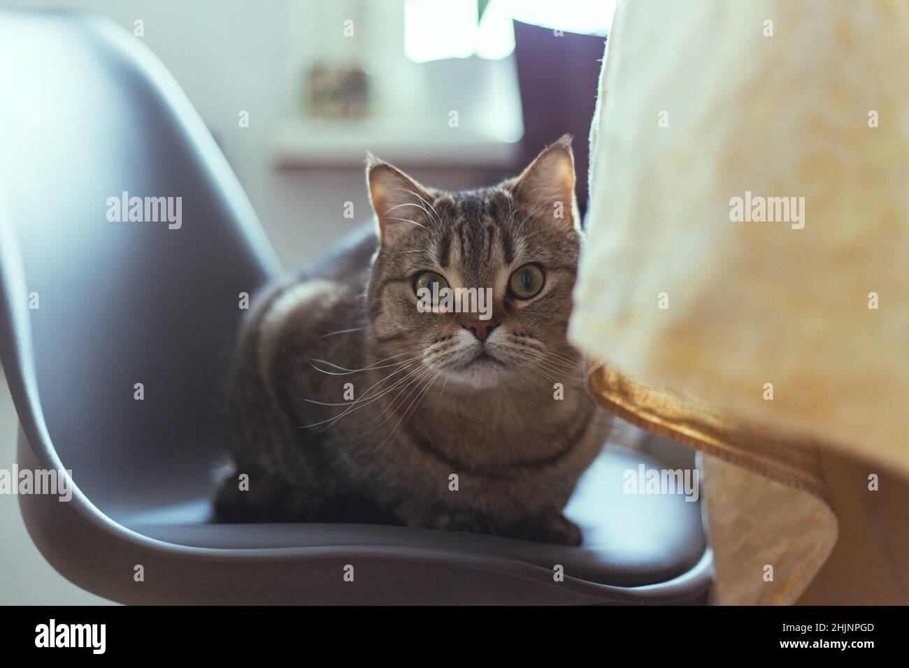 The cat sits on a chair near the dining table Stock Photo - Alamy