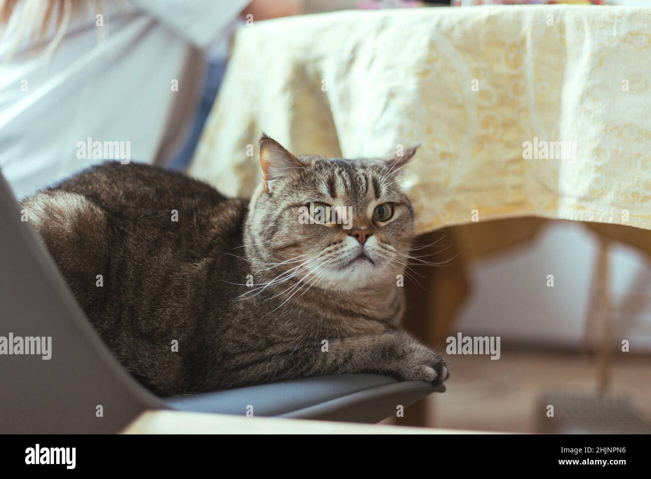 The cat sits on a chair near the dining table Stock Photo - Alamy