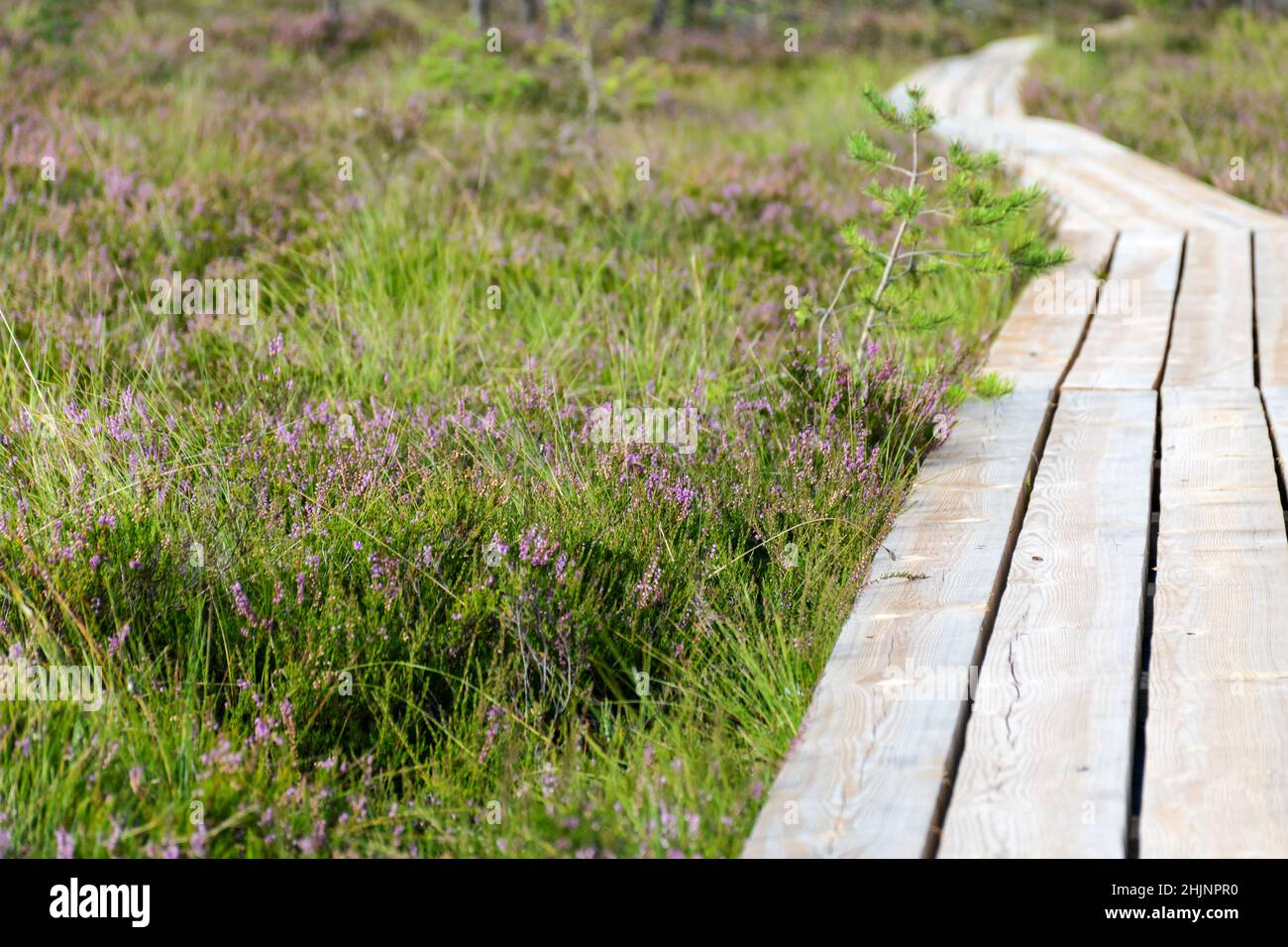 wooden footbridges for watching the bog and walks in the swamp ...