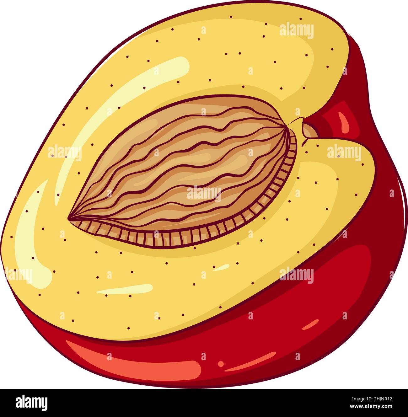 Peach half isolated Stock Vector Images - Alamy