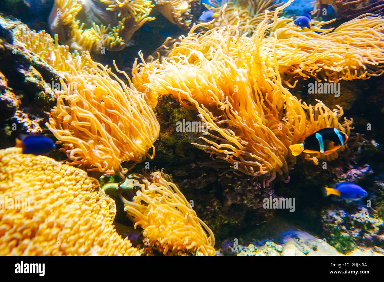 Underwater bright world with corals and fishes. Sea anemones Stock ...