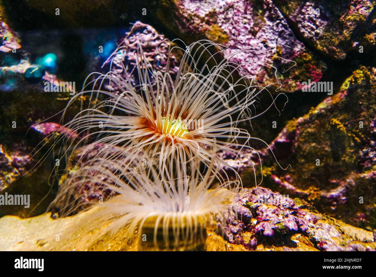 Underwater bright world with corals and fishes. Anemone close-up Stock ...