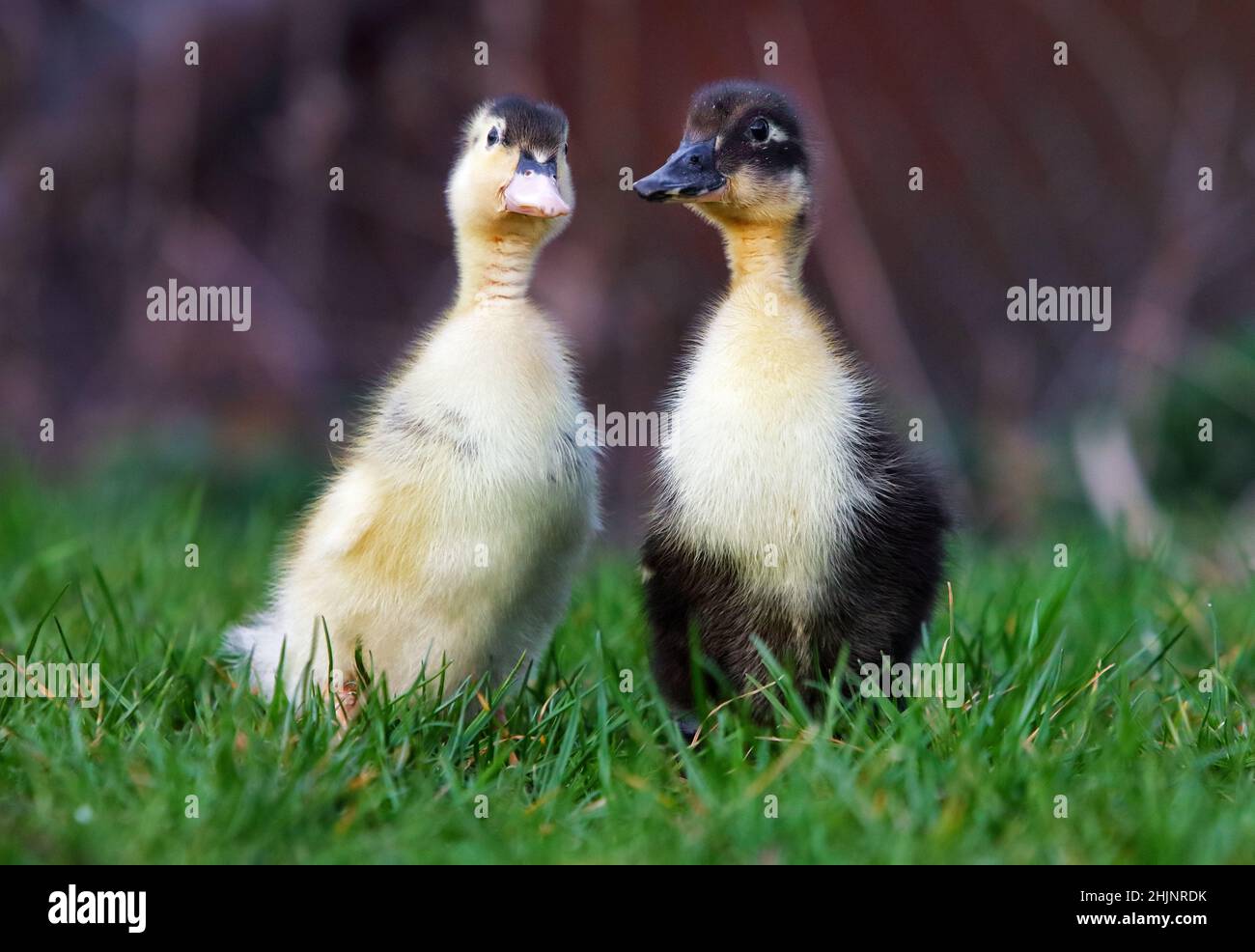 Two small fluffy ducklings outdoor. Yellow baby duck birds on spring ...
