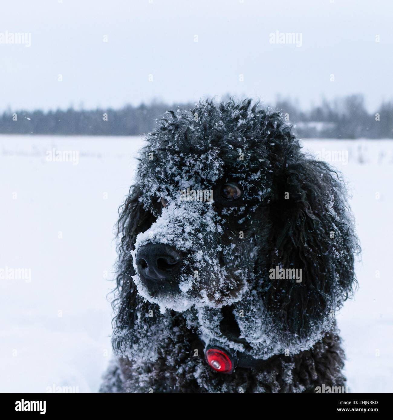 Black poodle snow hi-res stock photography and images - Alamy