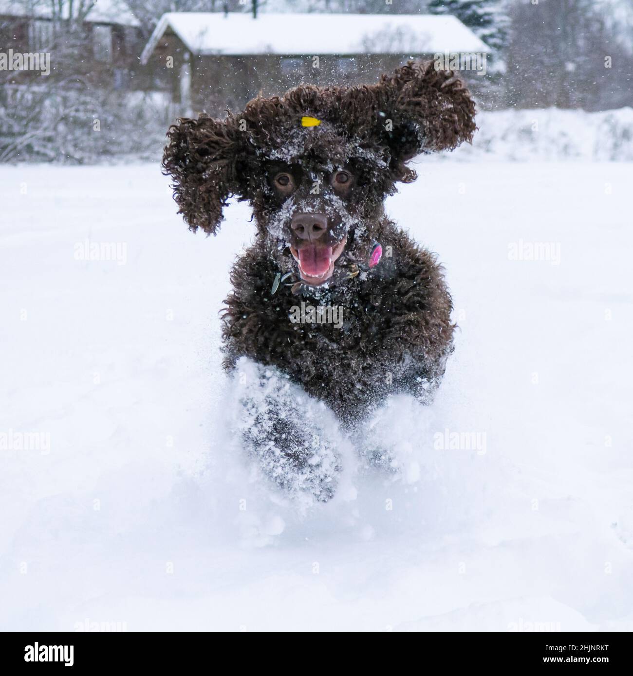 Black poodle snow hi-res stock photography and images - Alamy
