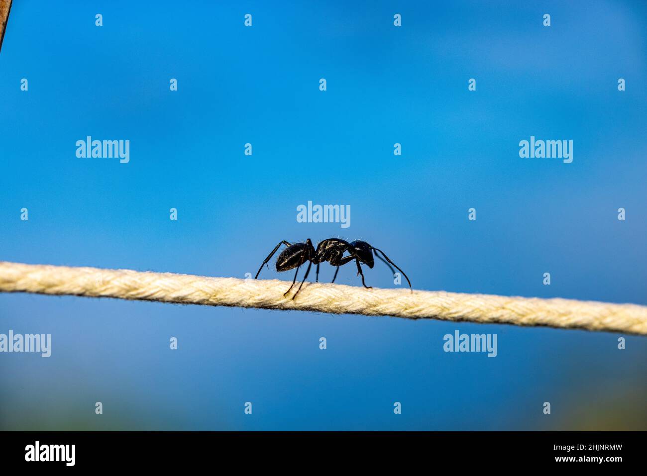 Macro view of a tiny black ant walking on a white string against the ...