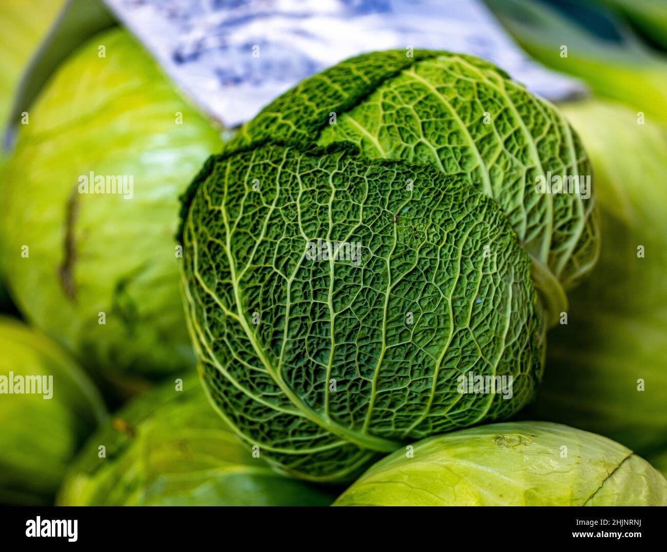 Selective focus of a fresh bright green harvested cabbage Stock Photo ...