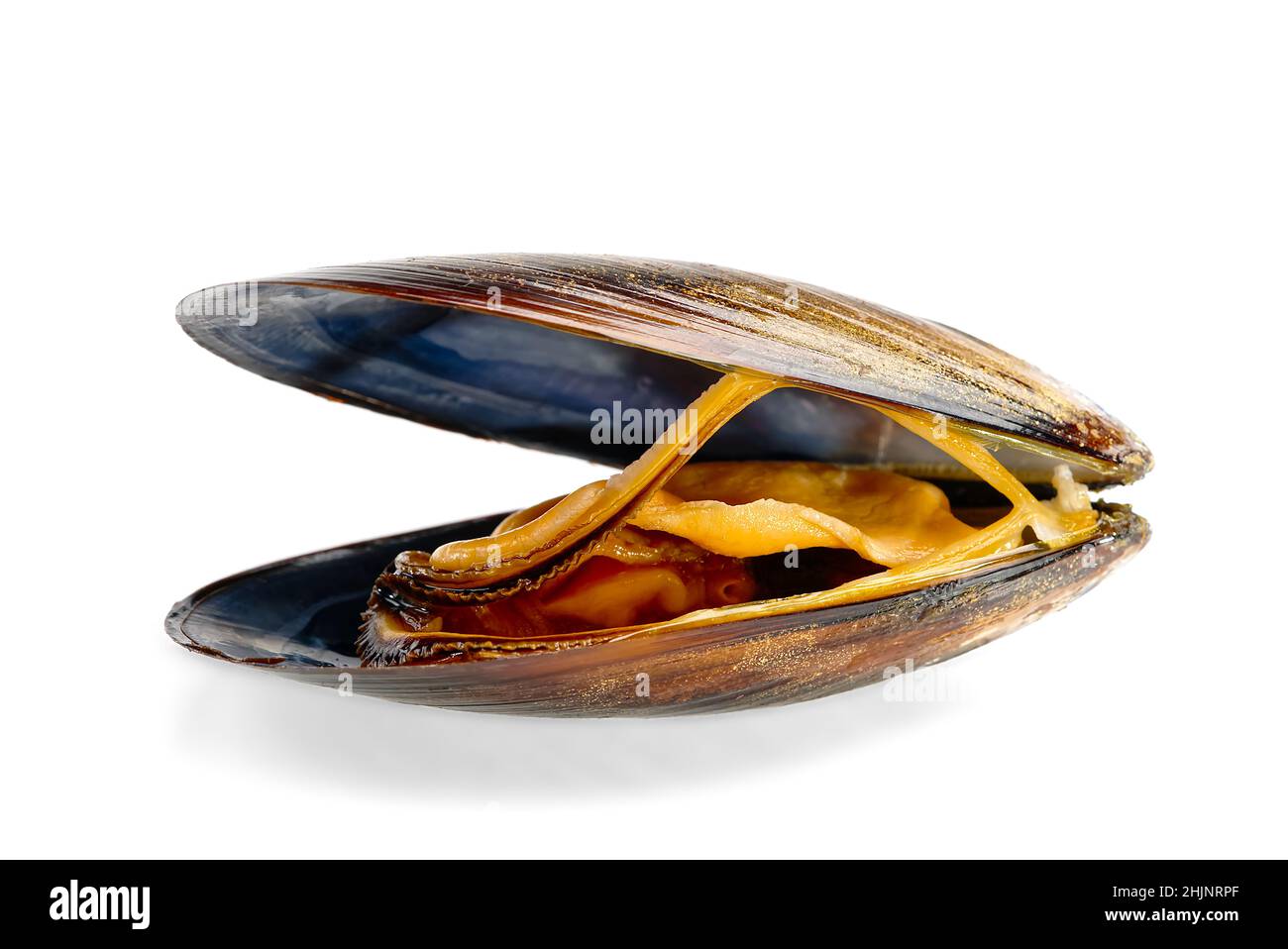 Boiled mussel isolated on a white background. deliciousness Stock Photo ...