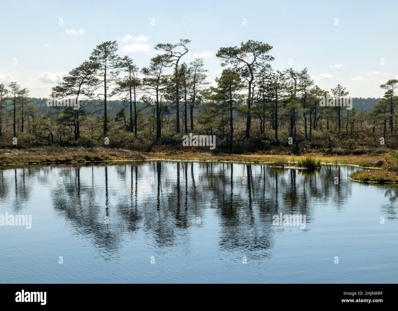 beautiful swamp landscape with blue sky and water, traditional swamp ...