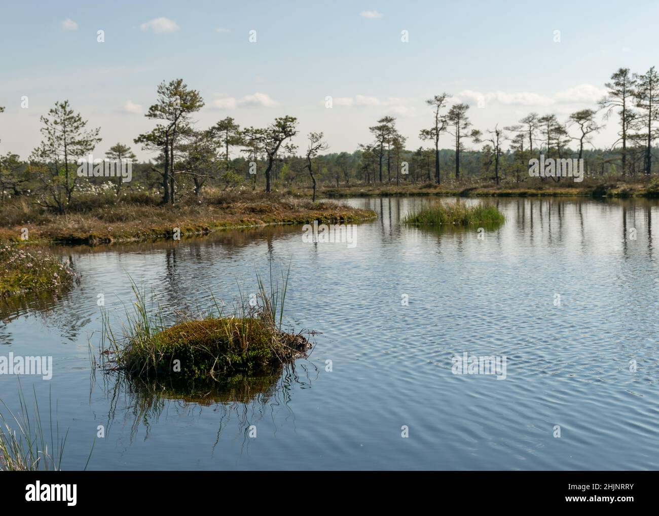 beautiful swamp landscape with blue sky and water, traditional swamp ...