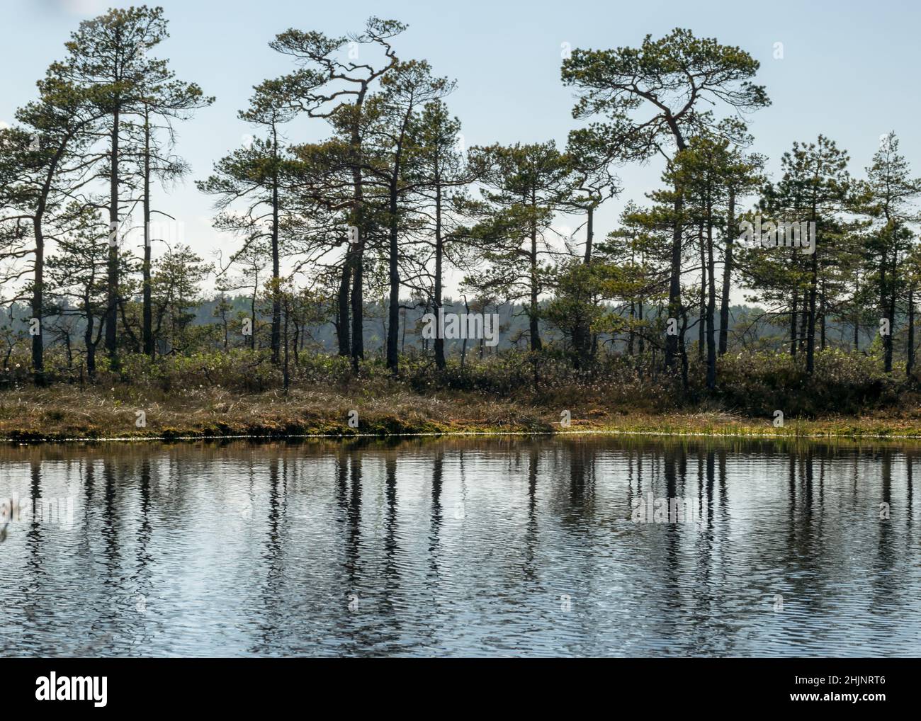 beautiful swamp landscape with blue sky and water, traditional swamp ...