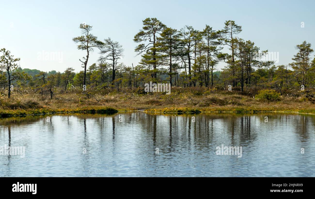 beautiful swamp landscape with blue sky and water, traditional swamp ...