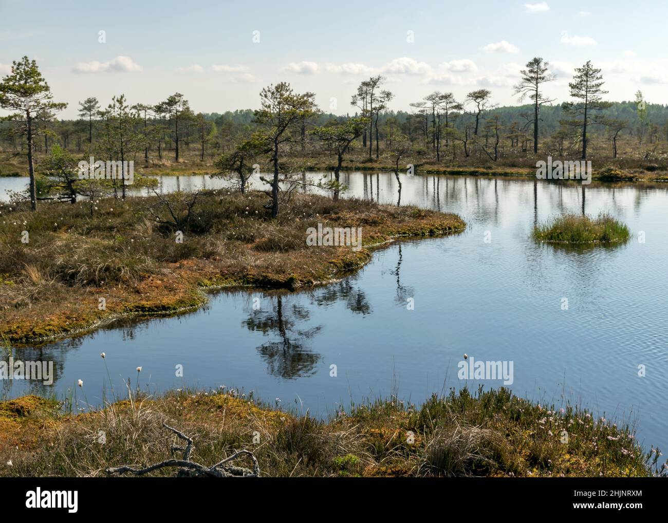 beautiful swamp landscape with blue sky and water, traditional swamp ...