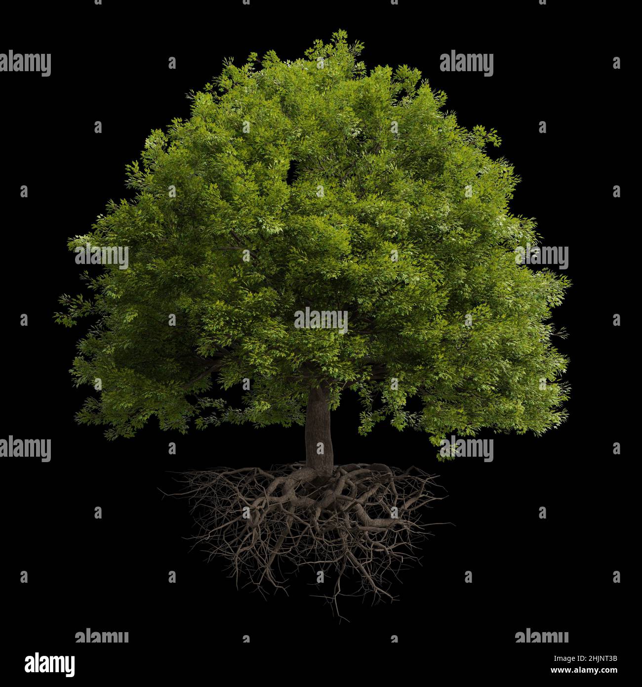 tree with roots, isolated on black background Stock Photo - Alamy