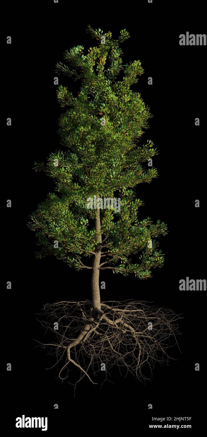 Tree with roots cutout hi-res stock photography and images - Alamy