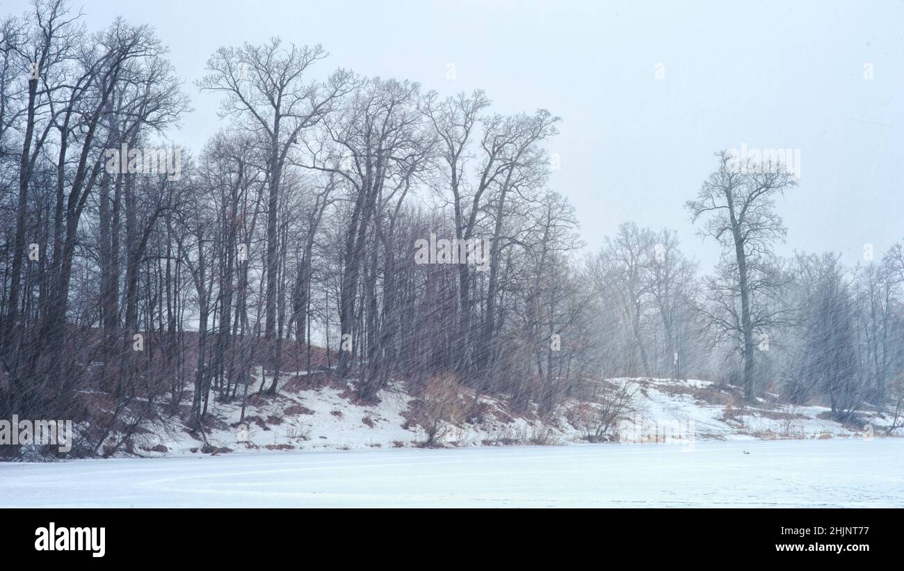 Forest oaks during winter season hi-res stock photography and images ...