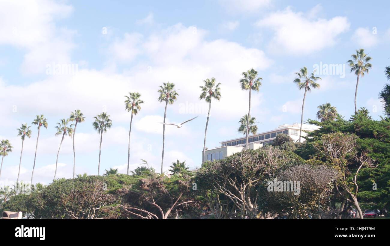 Row of palm trees in city park, Rocky Point in La Jolla, San Diego ...
