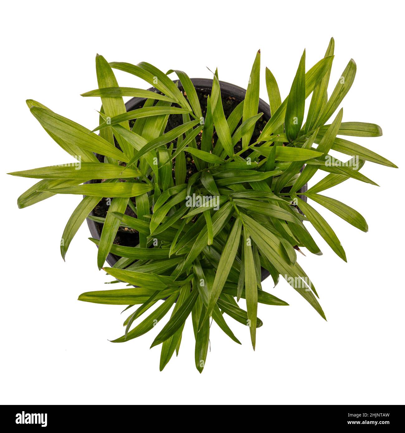 Little broadleaf lady palm isolated on white background, top view, flat ...