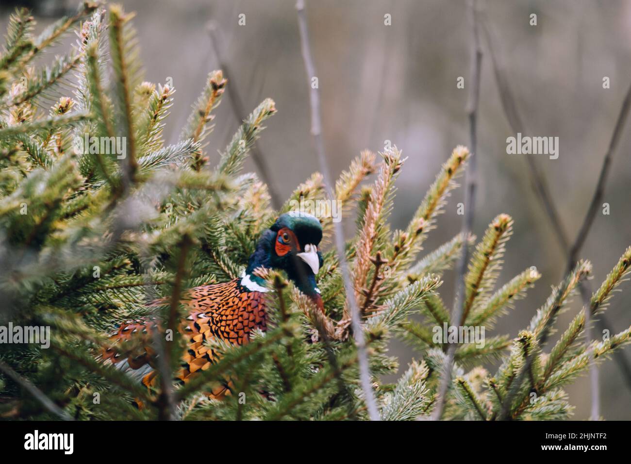 Ring necked pheasants hi-res stock photography and images - Alamy