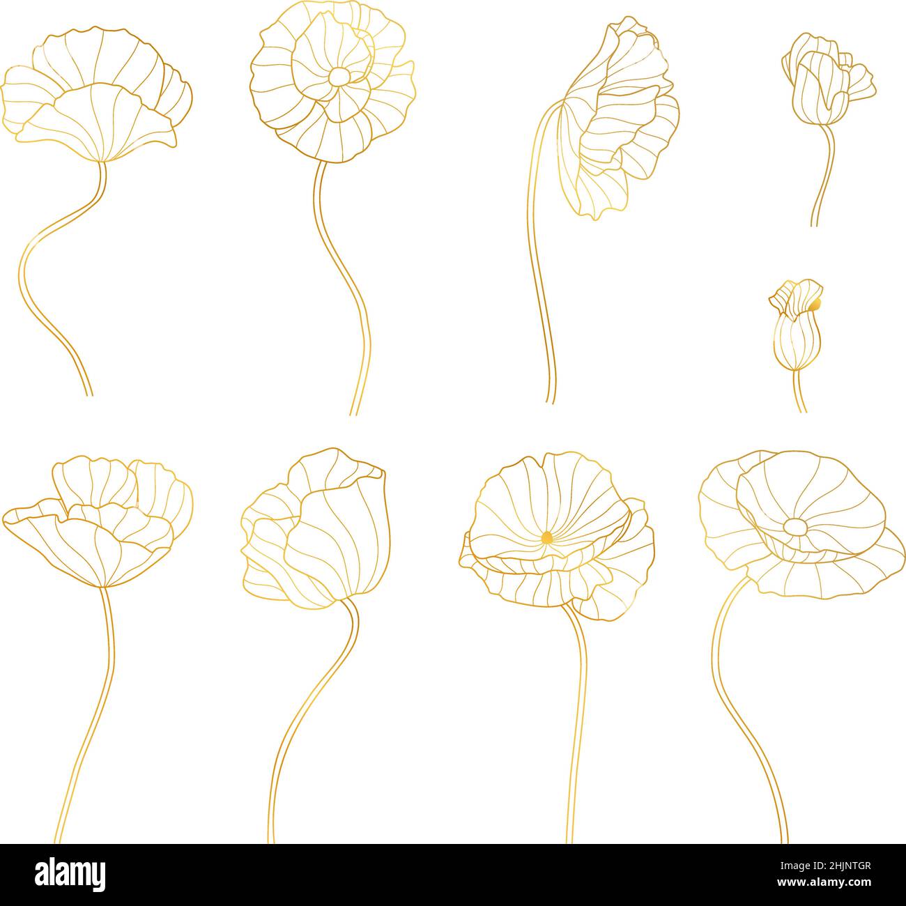 Golden line flowers set. Gold linear flower, garden exotic plants ...
