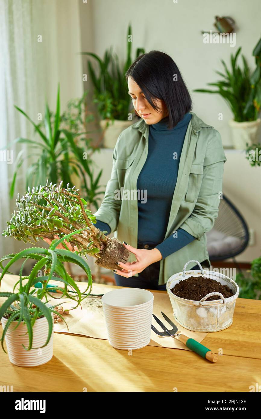 Woman transplanting Crassula plant into new pot at home, Replanting the ...