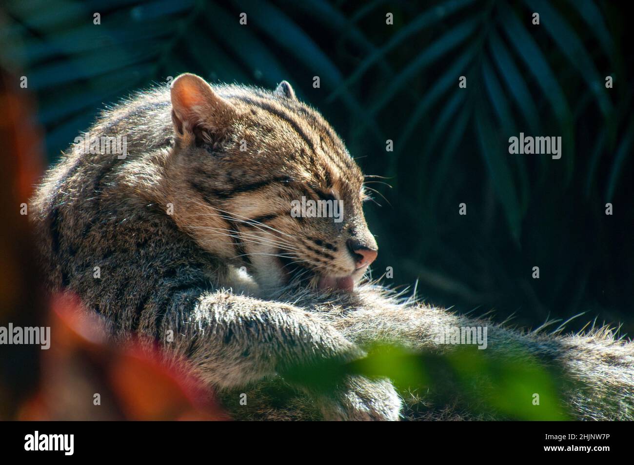 Prionailurus viverrinus grooming hi-res stock photography and images ...