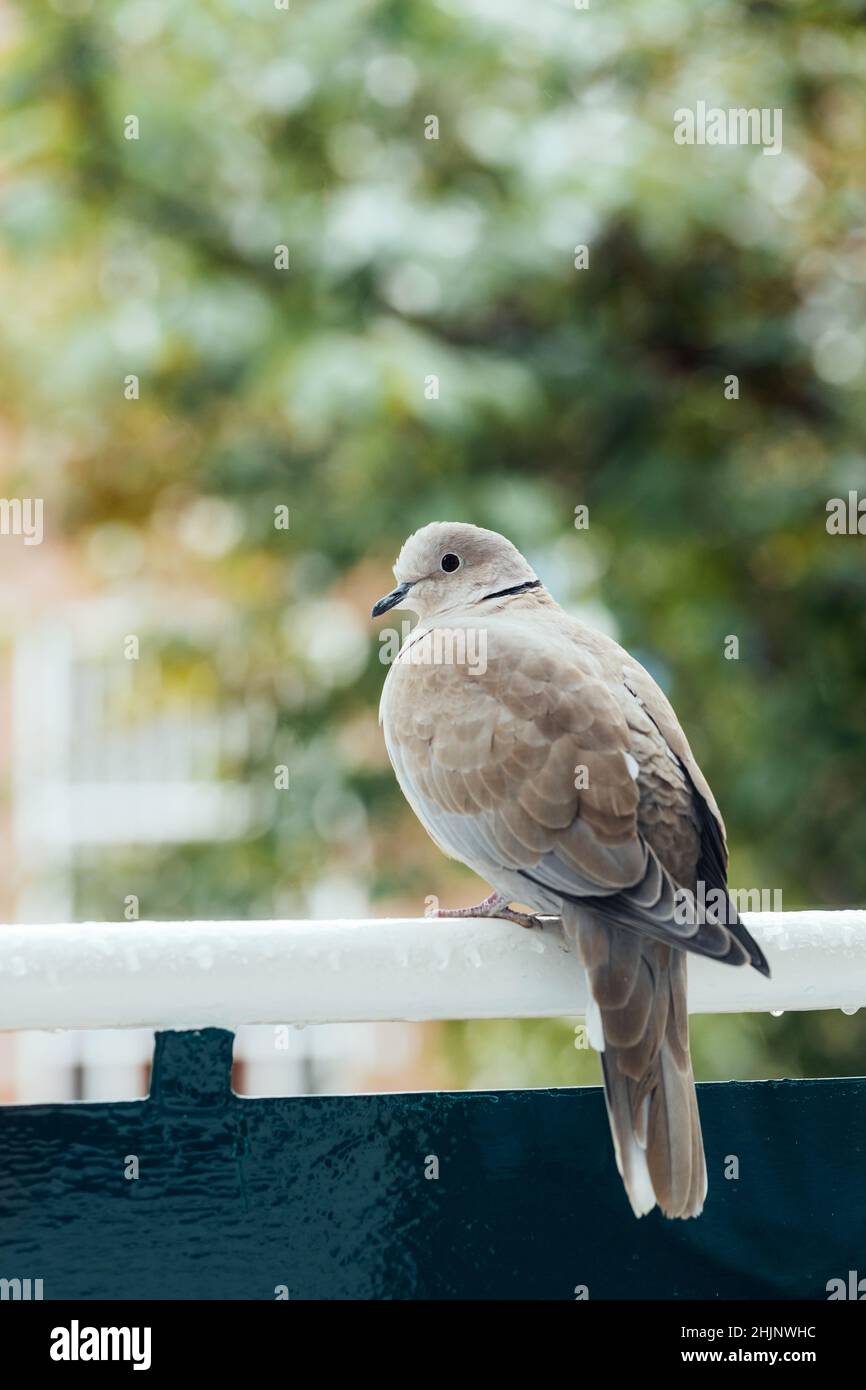Beige Eurasian collared dove sitting on railings Stock Photo - Alamy