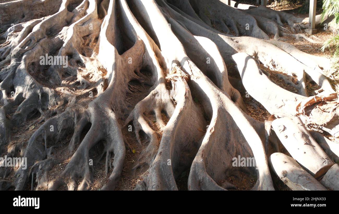 Twisted gnarled roots of big huge old tree in forest, jungle or ...