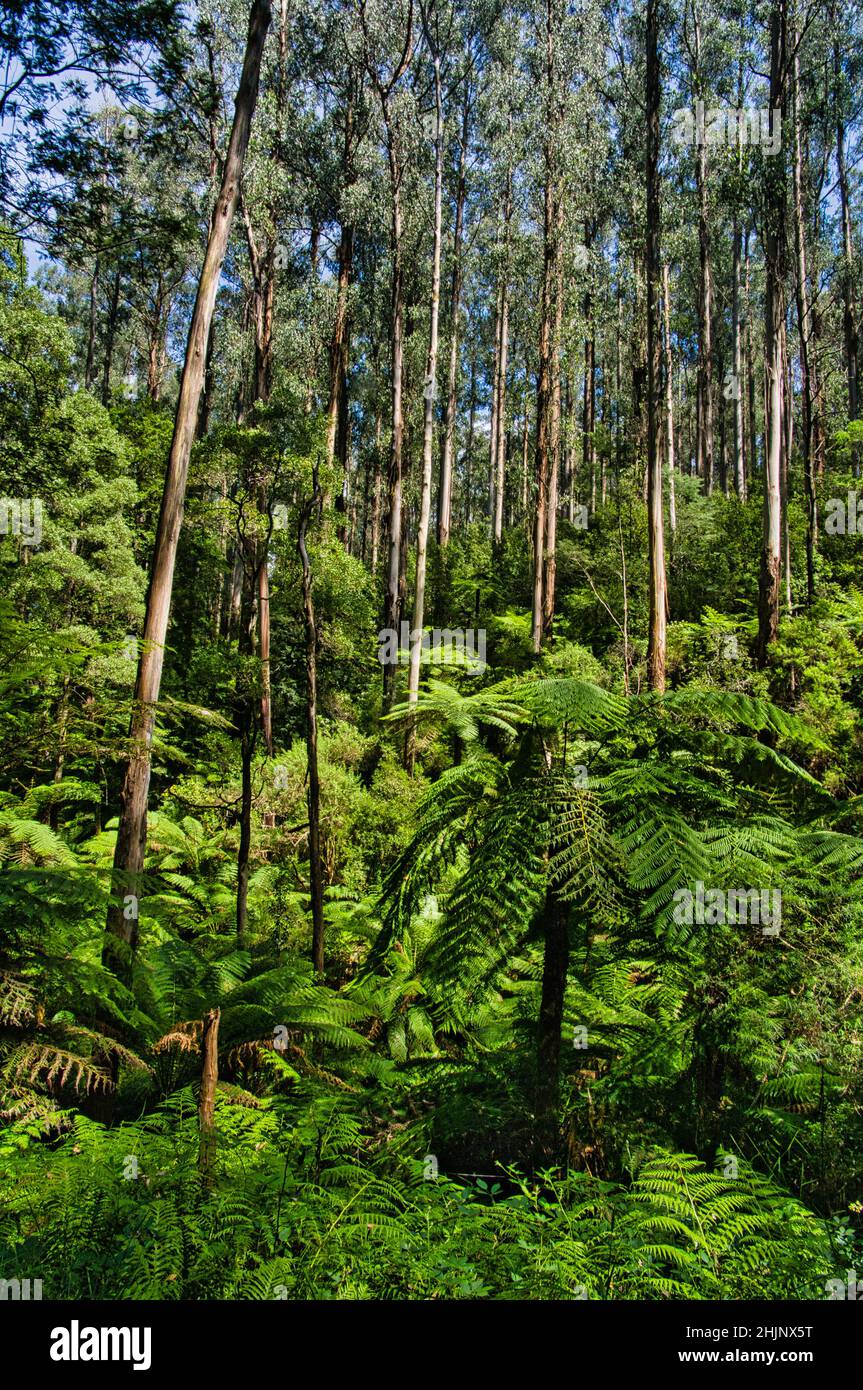 Latrobe hi-res stock photography and images - Alamy