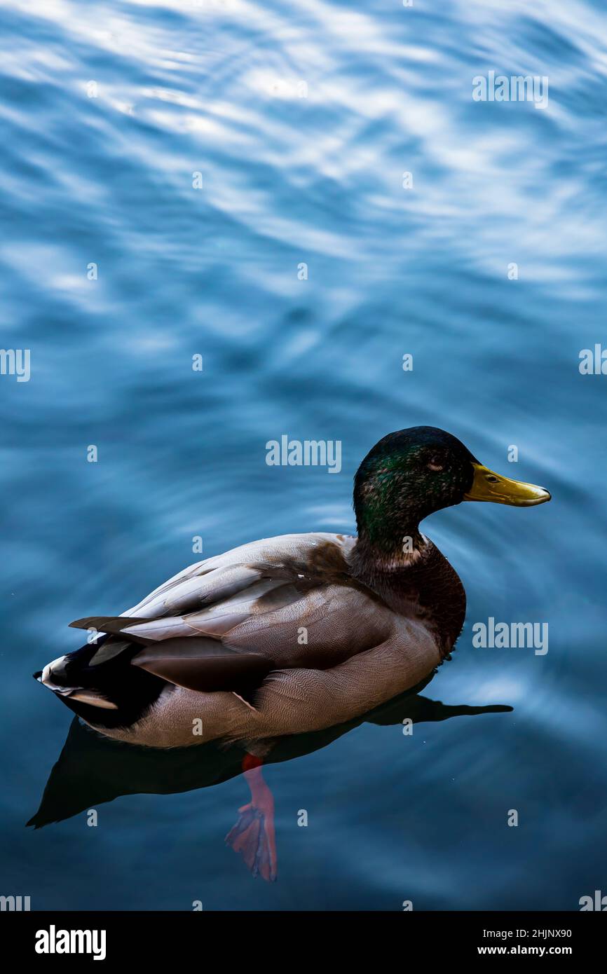 Sea duck photography hi-res stock photography and images - Alamy
