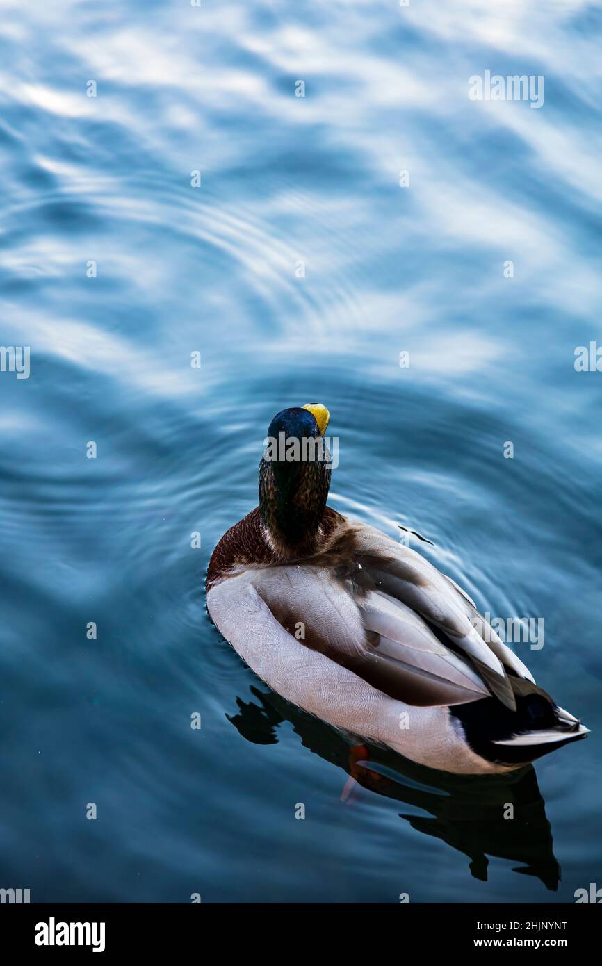 Duck in the sea hi-res stock photography and images - Alamy