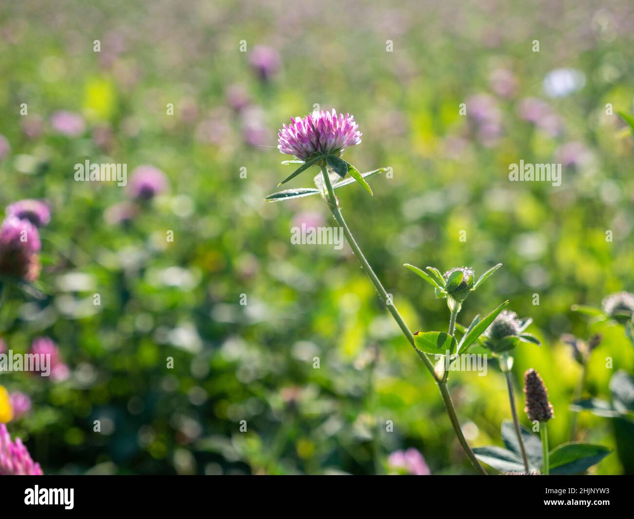 Red clover bee hi-res stock photography and images - Alamy