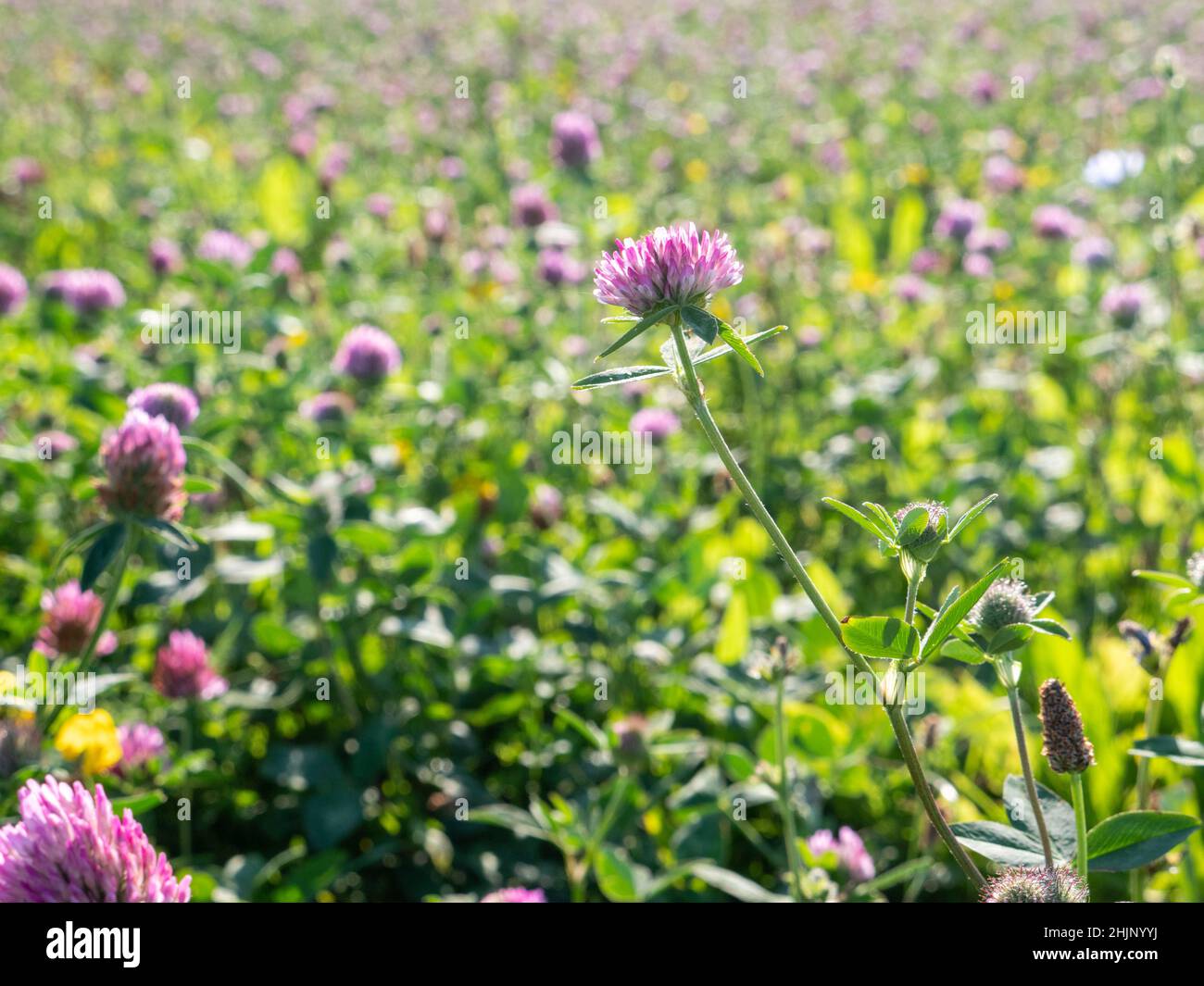 Red clover bee hi-res stock photography and images - Alamy