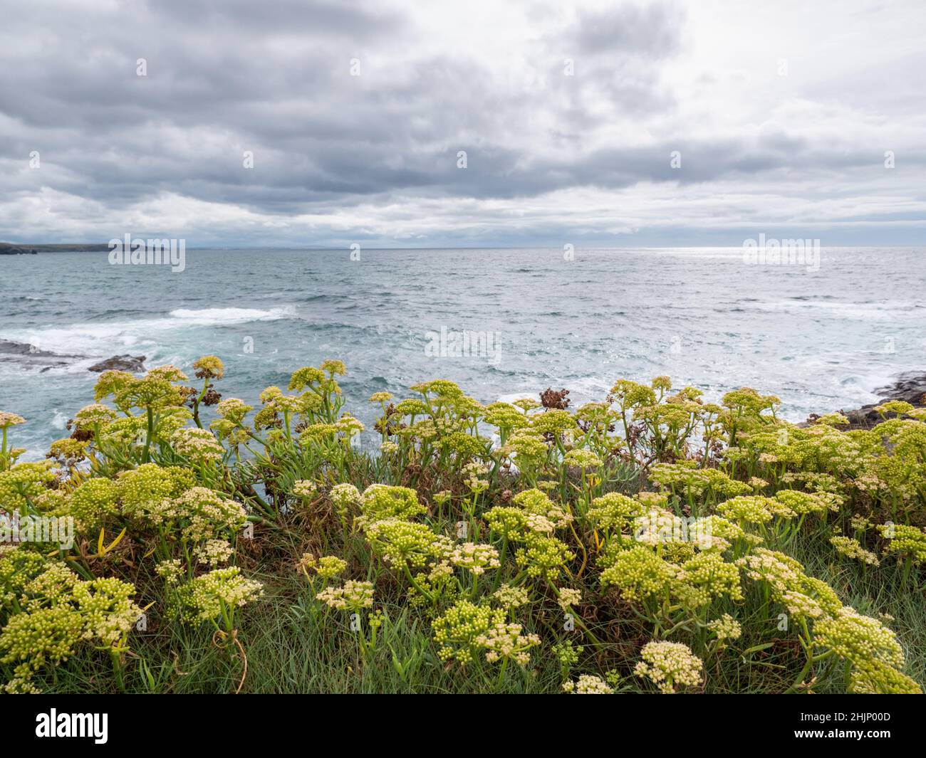 Wild flowers growing on the edge of a cliff hi-res stock photography ...