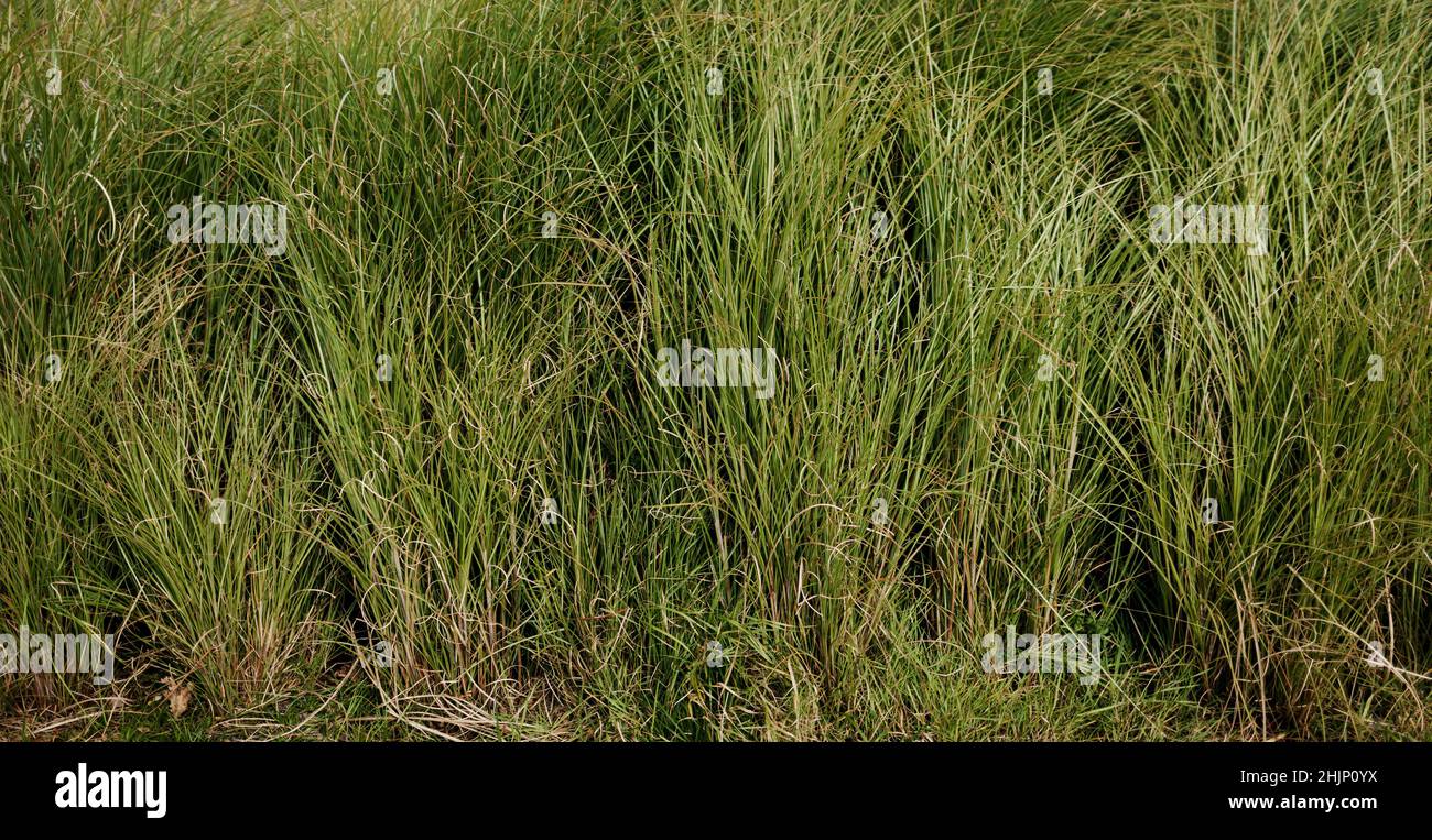 lush tall grass. background. wallpaper Stock Photo - Alamy