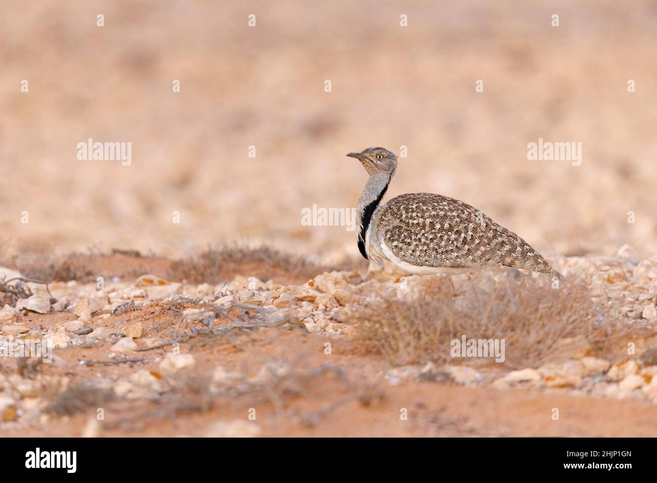 African Houbara, Llanos de Tindaya, Furteventura, Canarias, Spain ...