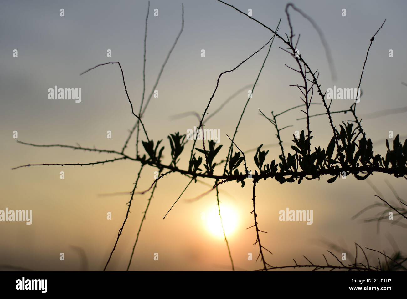 Closeup shot of sun ryas falling on a plant Stock Photo - Alamy