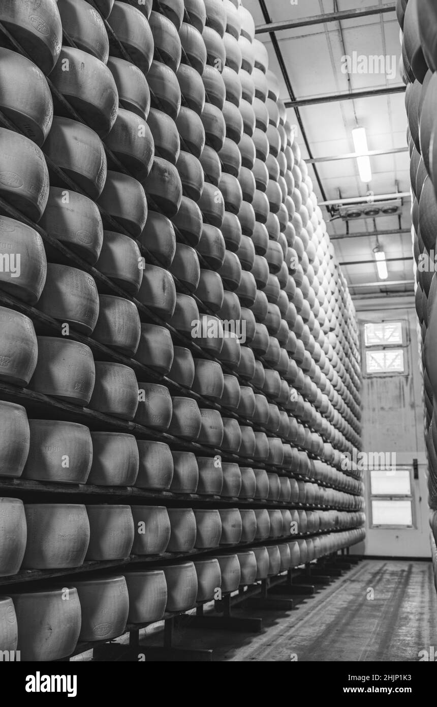 Greyscale vertical view of parmesan cheese drying the warehouse of a ...