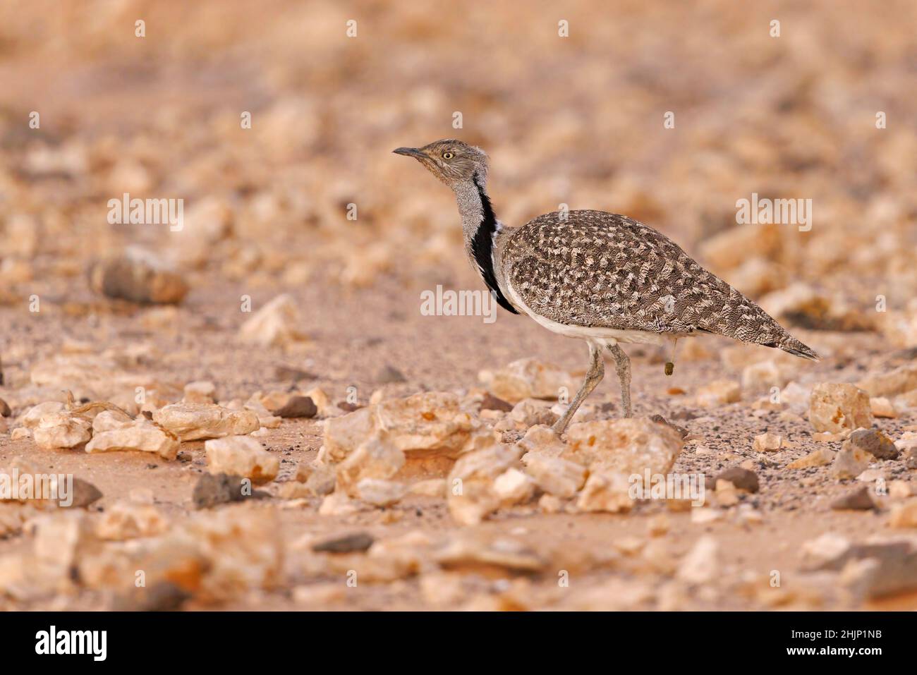 African Houbara, Llanos de Tindaya, Furteventura, Canarias, Spain ...