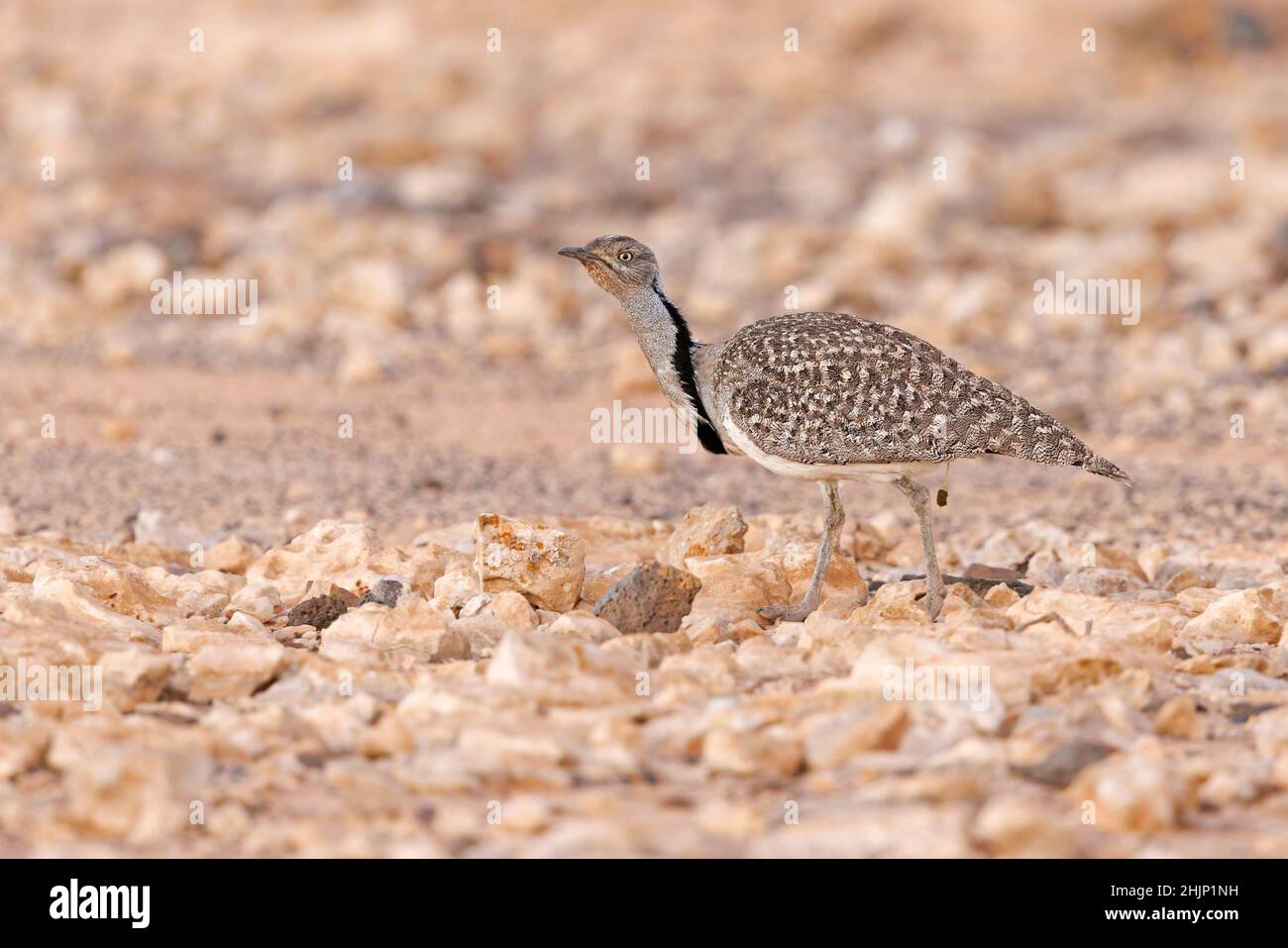 African Houbara, Llanos de Tindaya, Furteventura, Canarias, Spain ...