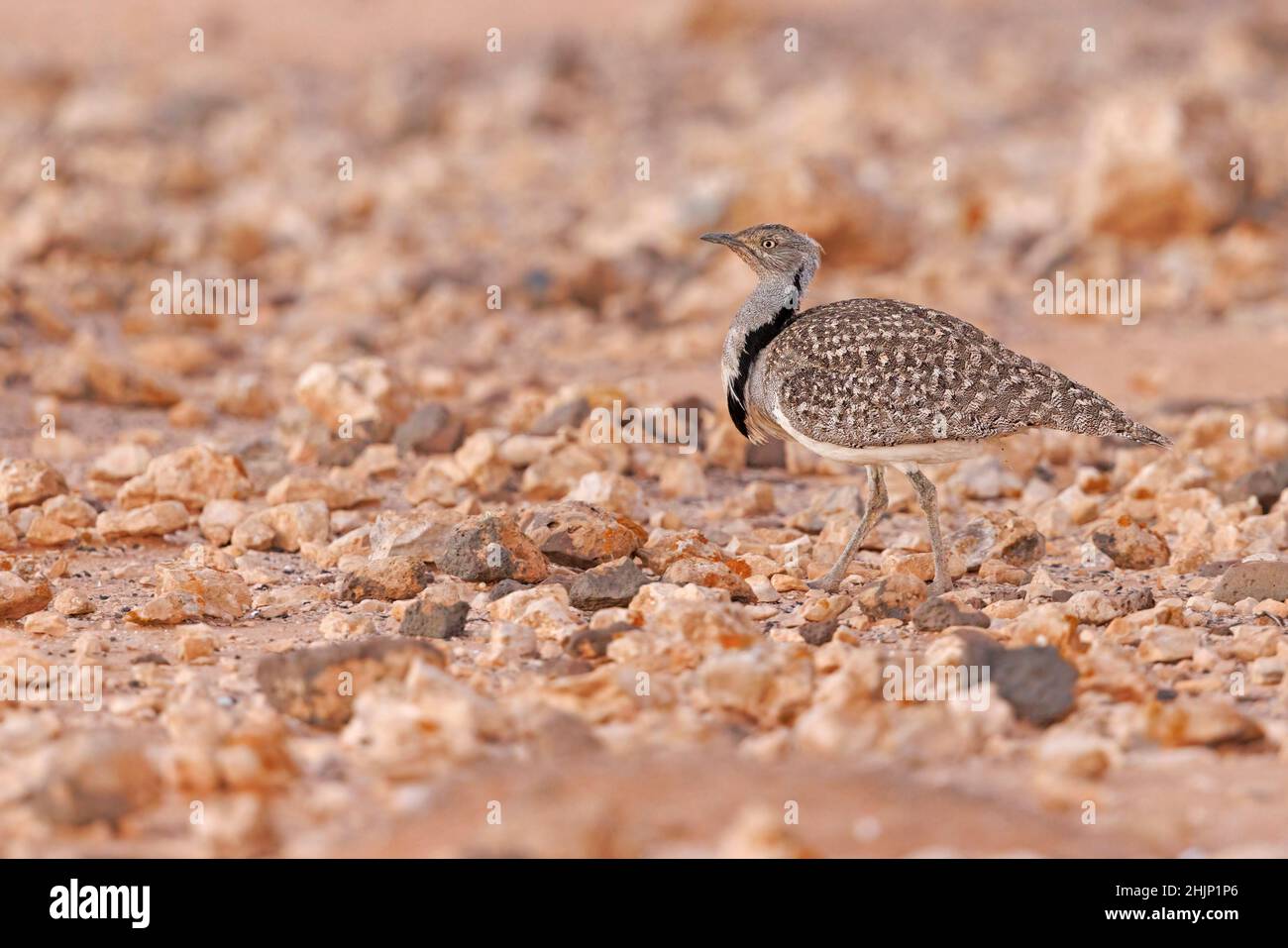 African Houbara, Llanos de Tindaya, Furteventura, Canarias, Spain ...