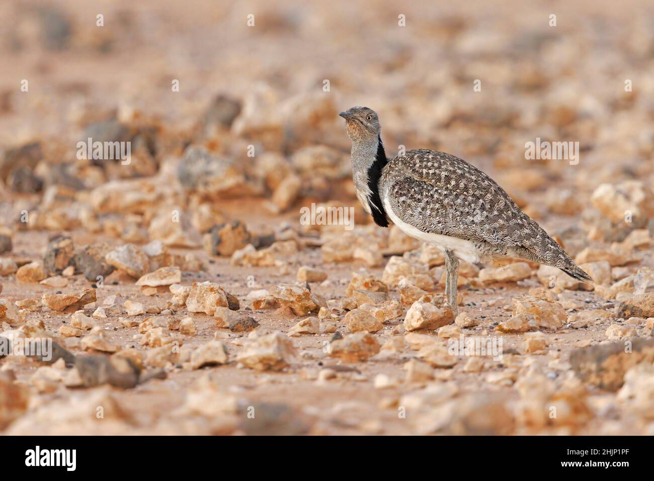 African Houbara, Llanos de Tindaya, Furteventura, Canarias, Spain ...