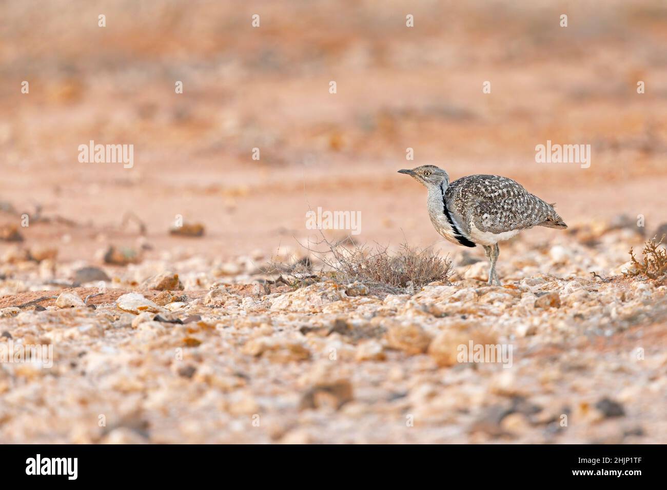 African Houbara, Llanos de Tindaya, Furteventura, Canarias, Spain ...