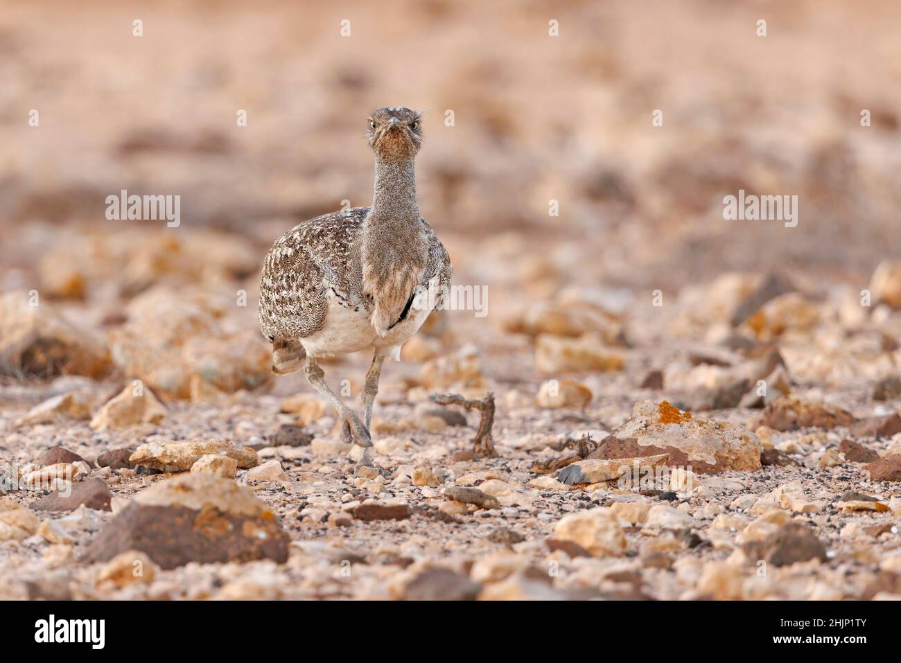 African Houbara, Llanos de Tindaya, Furteventura, Canarias, Spain ...