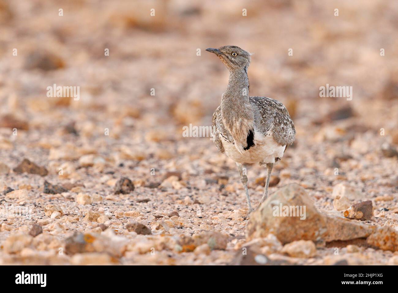 African Houbara, Llanos de Tindaya, Furteventura, Canarias, Spain ...