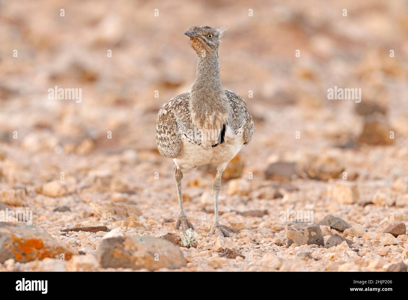 African Houbara, Llanos de Tindaya, Furteventura, Canarias, Spain ...