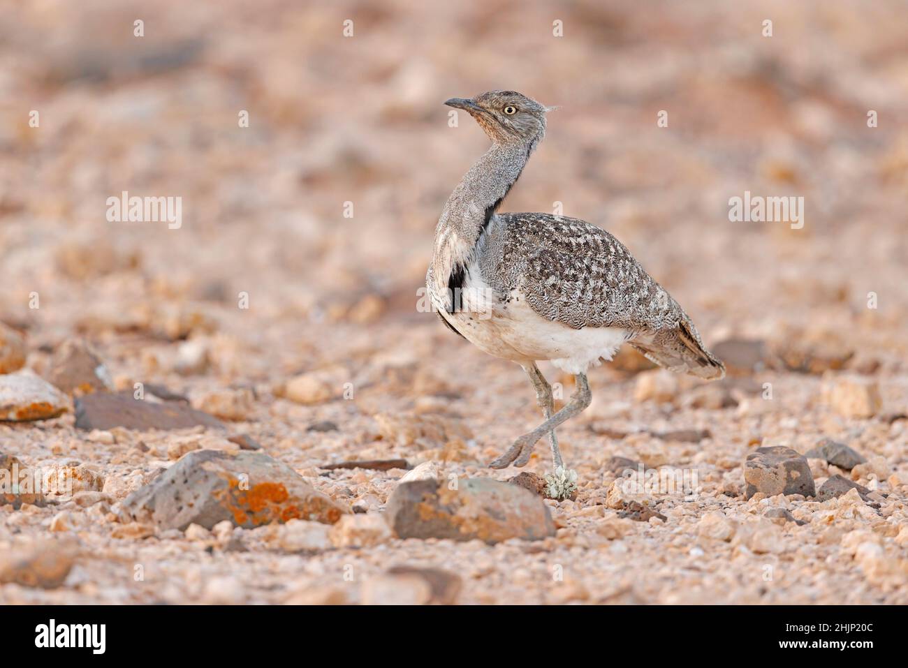 African Houbara, Llanos de Tindaya, Furteventura, Canarias, Spain ...