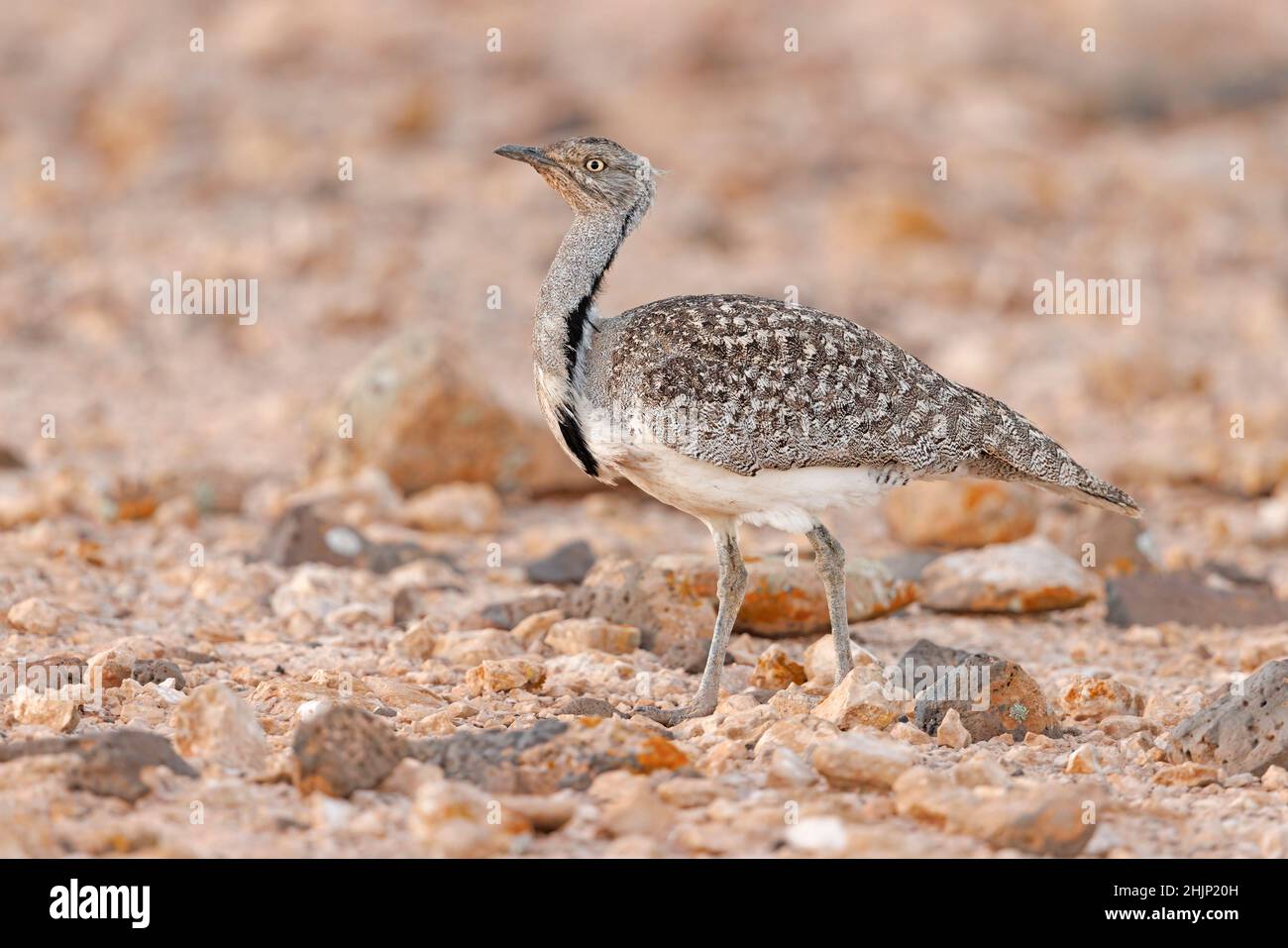 African Houbara, Llanos de Tindaya, Furteventura, Canarias, Spain ...
